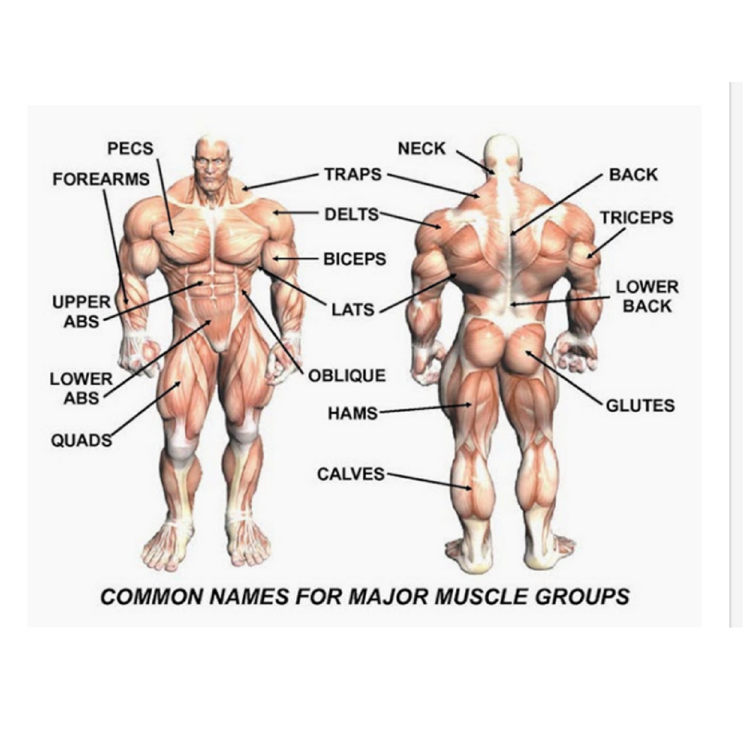 Basics Of The Body For Strength Training How To Work On Muscles